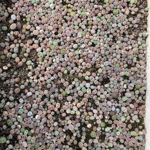 Live Plant-50/100-tiny Baby Lithops /living Stones/much Easer Than ...