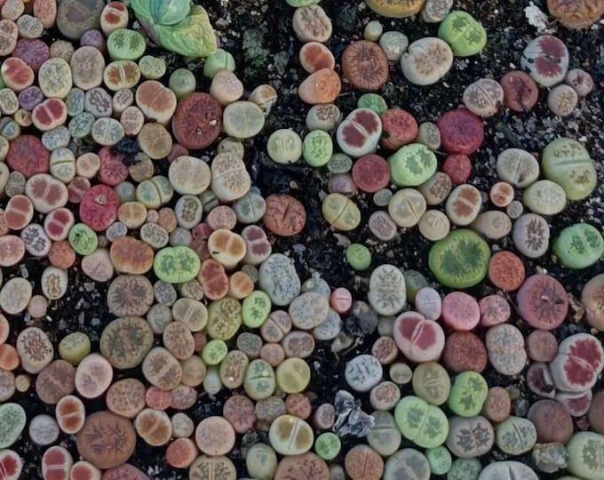 S32-seeds of Mixed Lithops, Rare Succulents, Living Stones, Exotic Rock ...