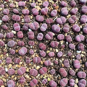 3/5 Rare Lithops Purple ~ Sato's Violet~0.4"/1.2"giant/*bulk SALE* - Etsy