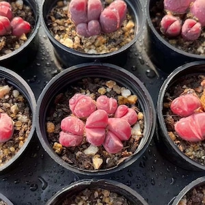 Live Ultra Rare Plant~ One Cluster ~ Lithops Cluster Optica Rubra C81A ...