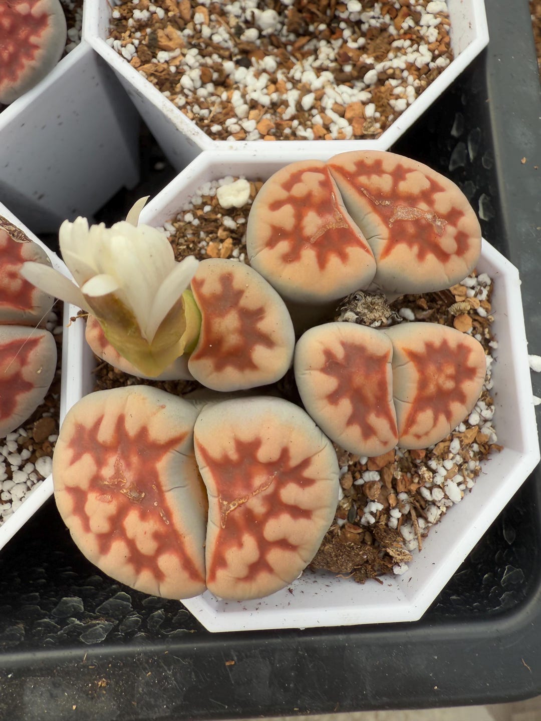 Live Ultra Rare Plant~ One Cluster ~ Lithops Cluster Optica Rubra C81A ...