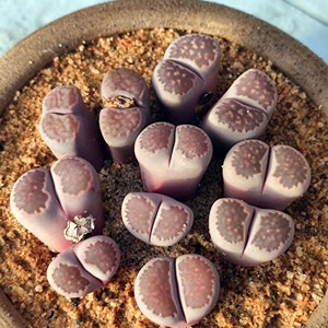 3/5 Rare Lithops Purple ~ Sato's Violet~0.4"/1.2"giant/*bulk SALE* - Etsy