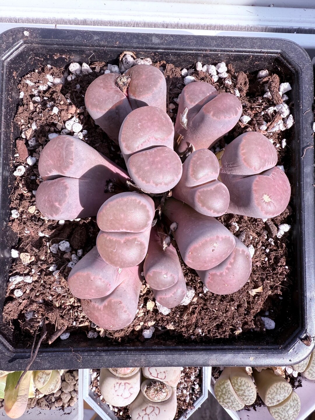 Live Plant |rare Lithops Purple 10-heads Cluster|full Window|collector ...