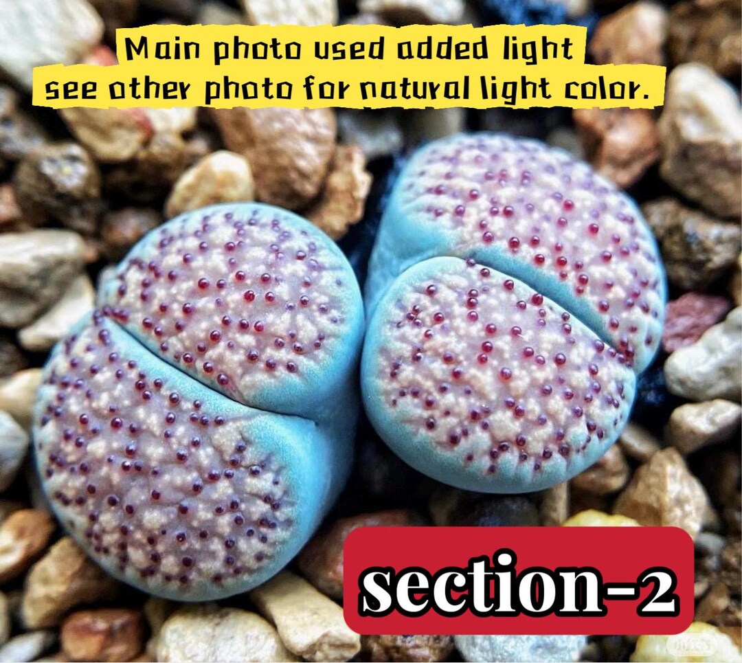 Ultra Rare Blue Plant/lithops Verruculosa C159/ Mother Double-head ...