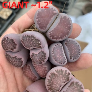 3/5 Rare Lithops Purple ~ Sato's Violet~0.4"/1.2"giant/*bulk SALE* - Etsy