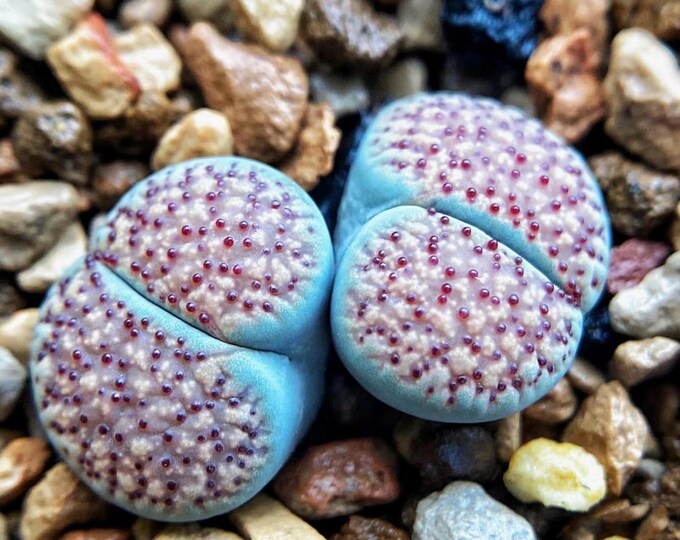 Ultra Rare Blue Plant/lithops Verruculosa C159/ Mother Double-head ...