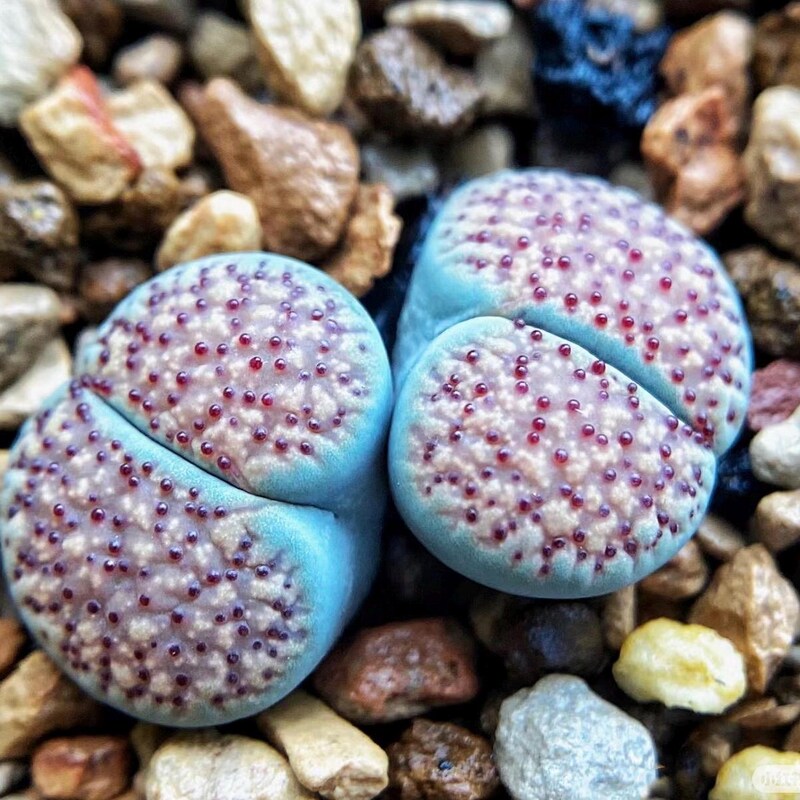 Flat Succulent - Etsy