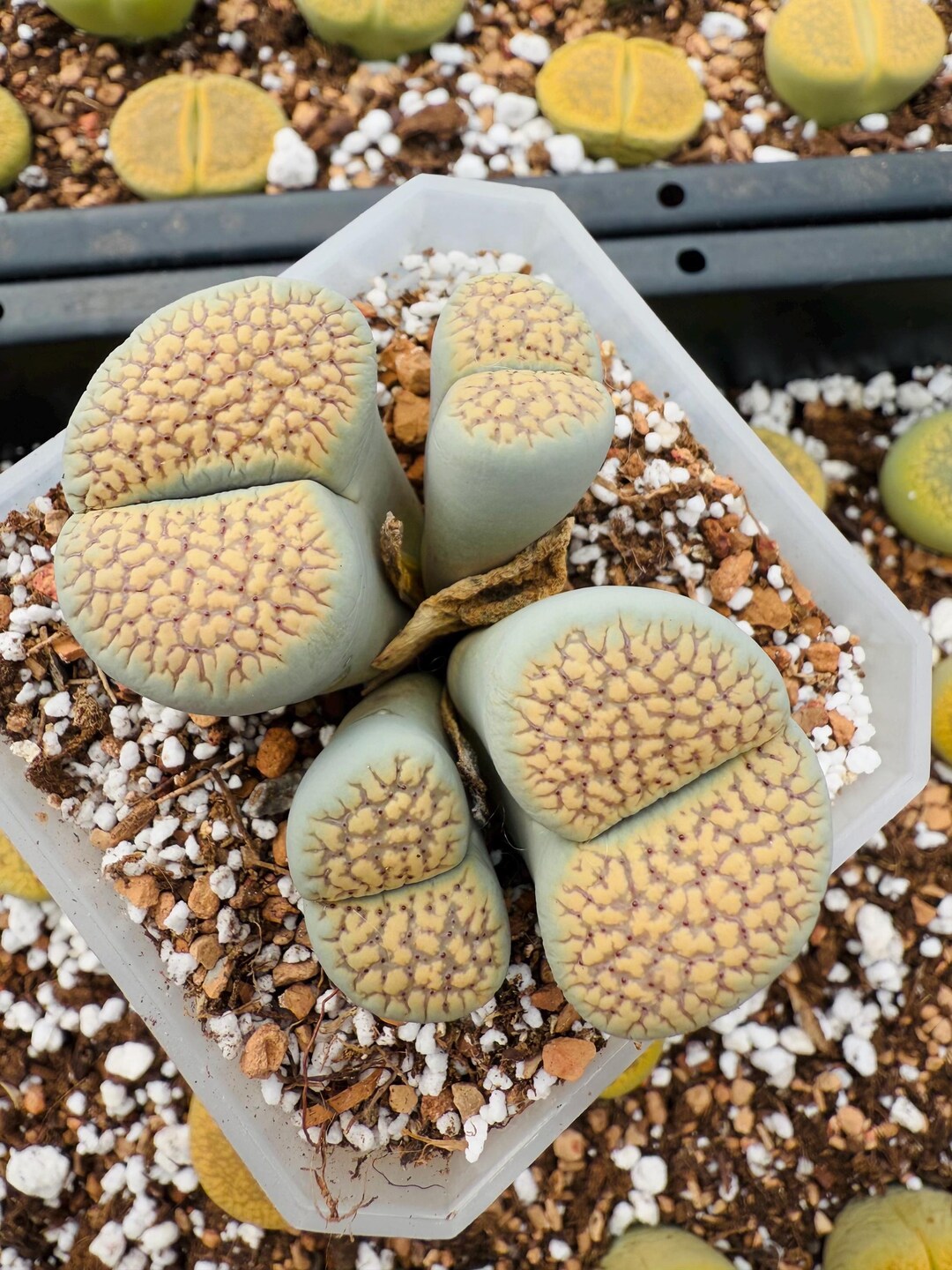 Ultra Rare Blue Plant/lithops Verruculosa C159/ Mother Double-head ...