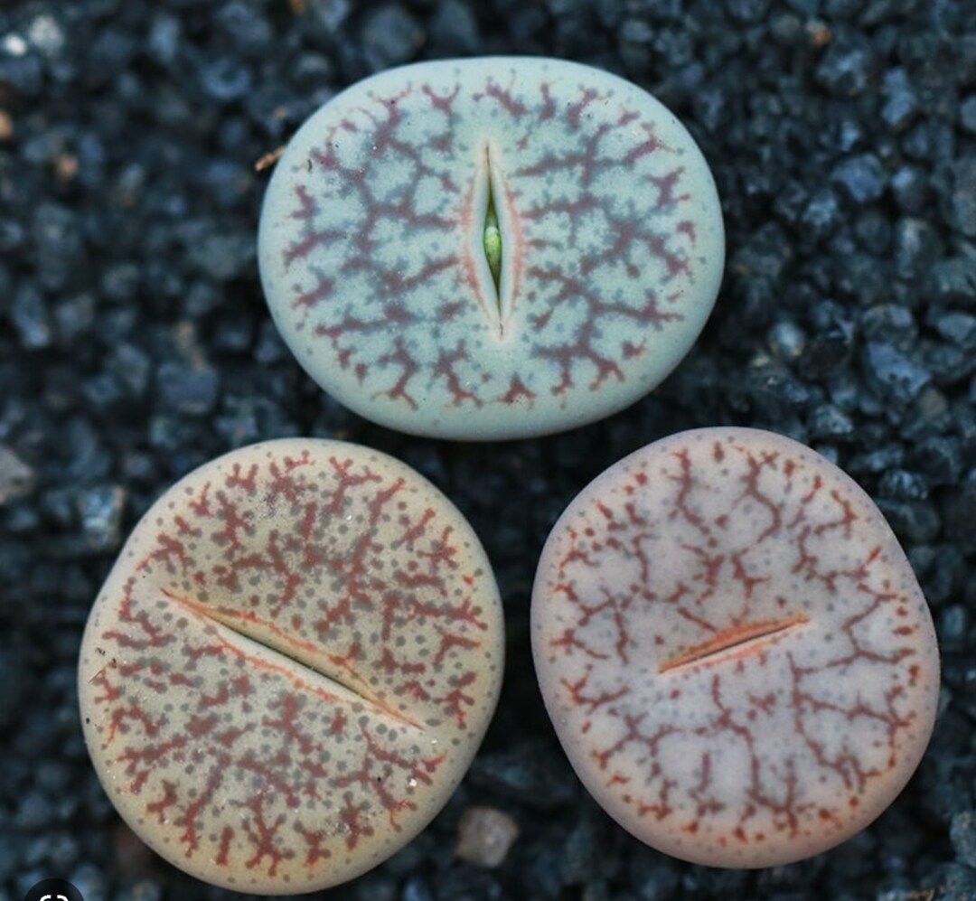 3/5 Lithops Pseudotruncatella Spp (0.5"/0.7")/ Real Cute Plant ...