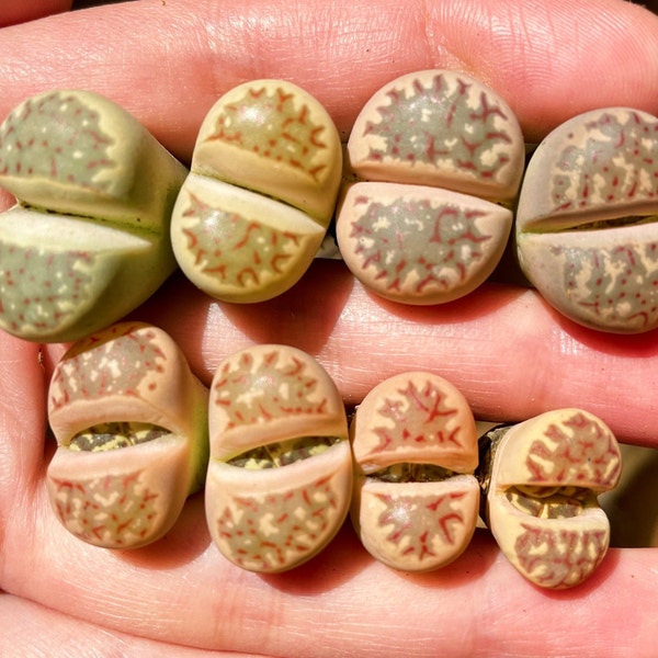 Lithops Live Real Plant - Etsy