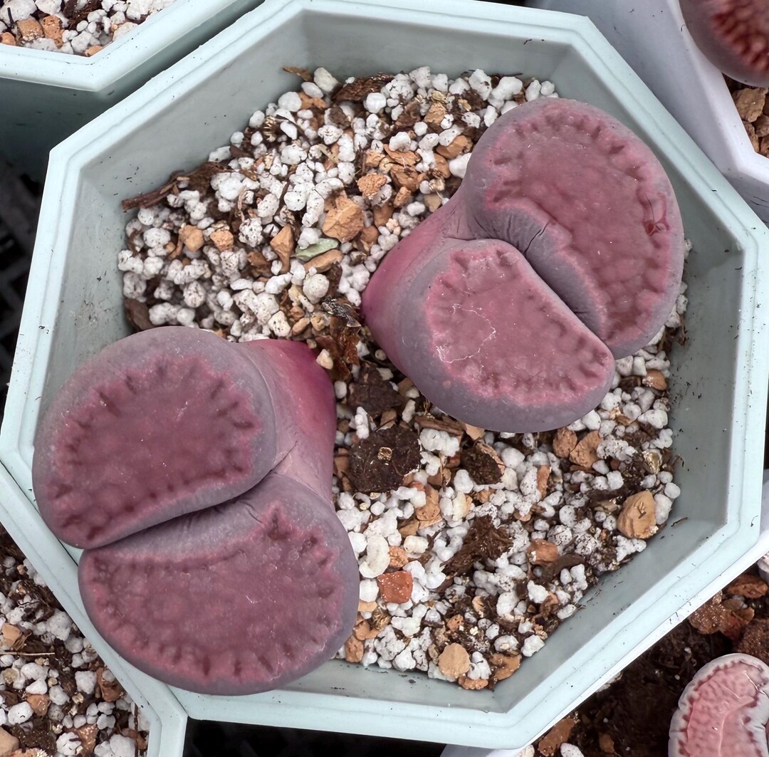 Live Plant |rare Lithops Purple 2-heads Cluster|cookie Shape Face ...