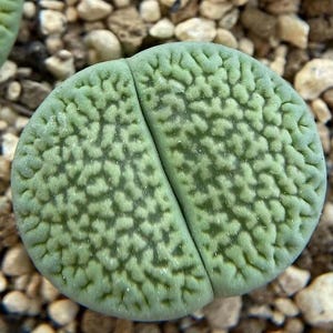 Live Plant - Lithops Hookeri Annarosa 0.4”/0.8” - Etsy