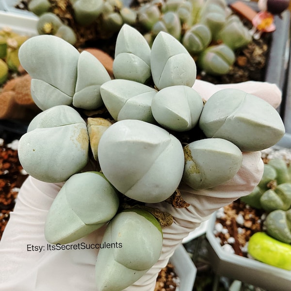 Lithops Live Real Plant - Etsy