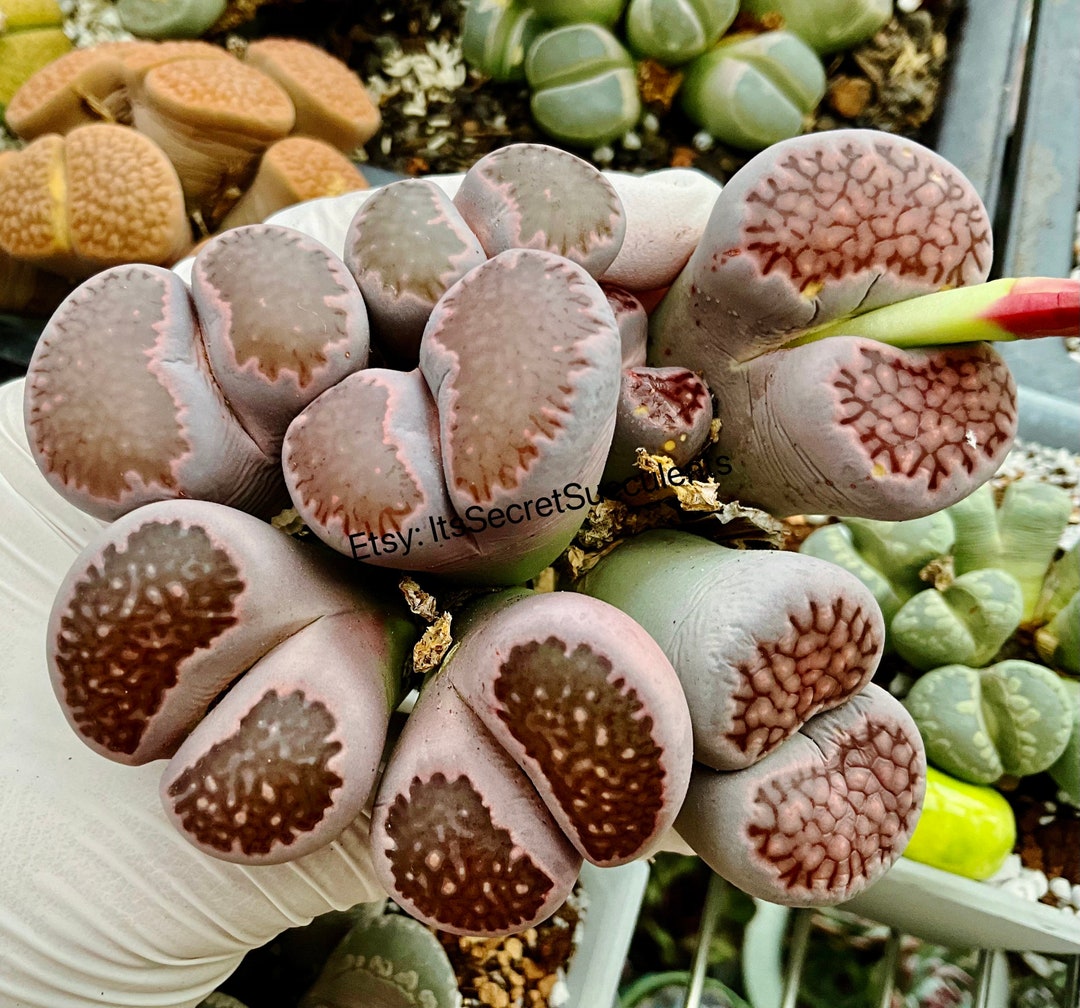 Rare Lithops Purple ~ Sato's Violet Cluster!/ (1”/2.5cm) 8years/large ...