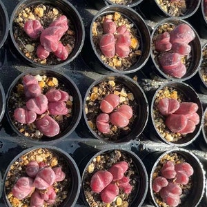 Live Ultra Rare Plant~ One Cluster ~ Lithops Cluster Optica Rubra C81A ...
