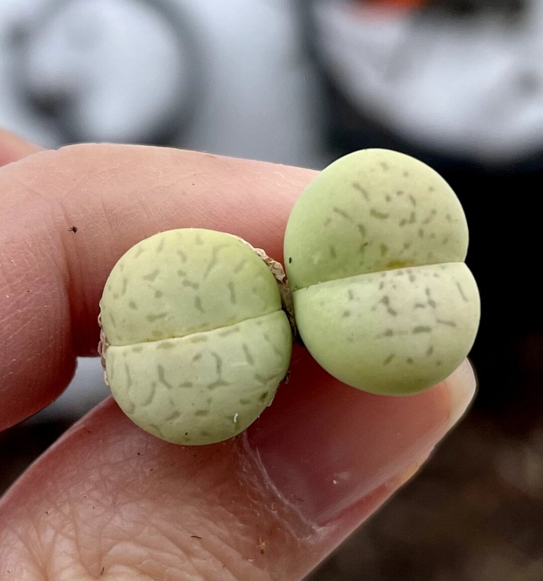 Rare Lithops/ Dinteranthus Vanzylii 'emerald' 0.4inch/1cm - Etsy