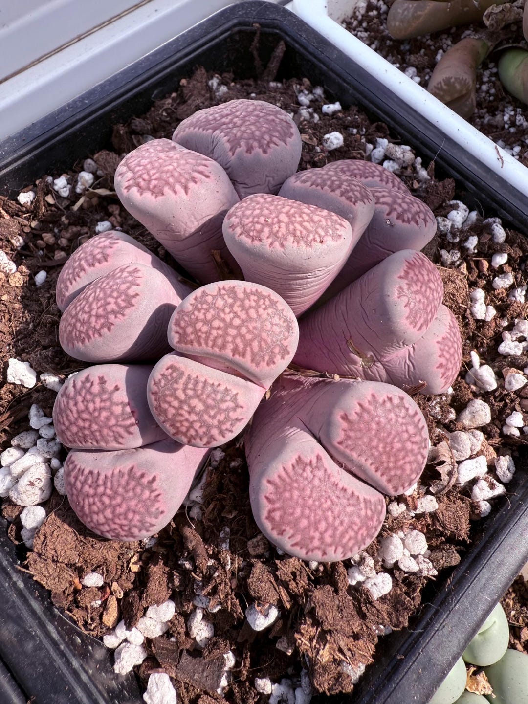 Live Plant |rare Lithops Purple 8-heads Cluster|collector’s Grade|ten ...