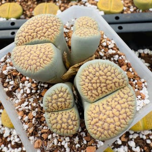 Ultra Rare Blue Plant/lithops Verruculosa C159/ Mother Double-head ...