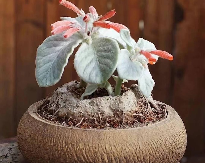 Real Plant/“fuzzy Leaf" Sinningialeucotricha （hloehne）h.e.moore ...