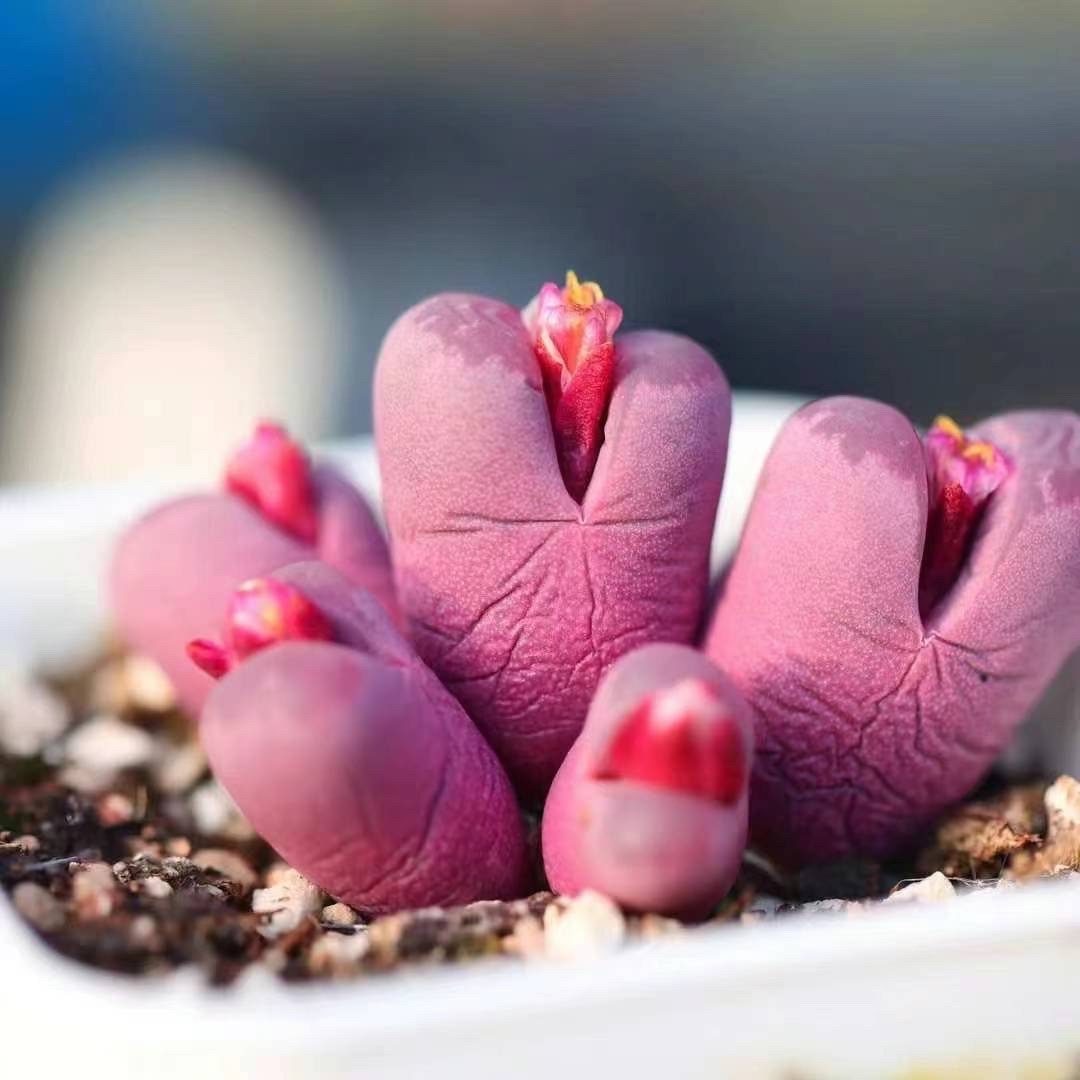 Live Ultra Rare Plant~ One Cluster ~ Lithops Cluster Optica Rubra C81A ...