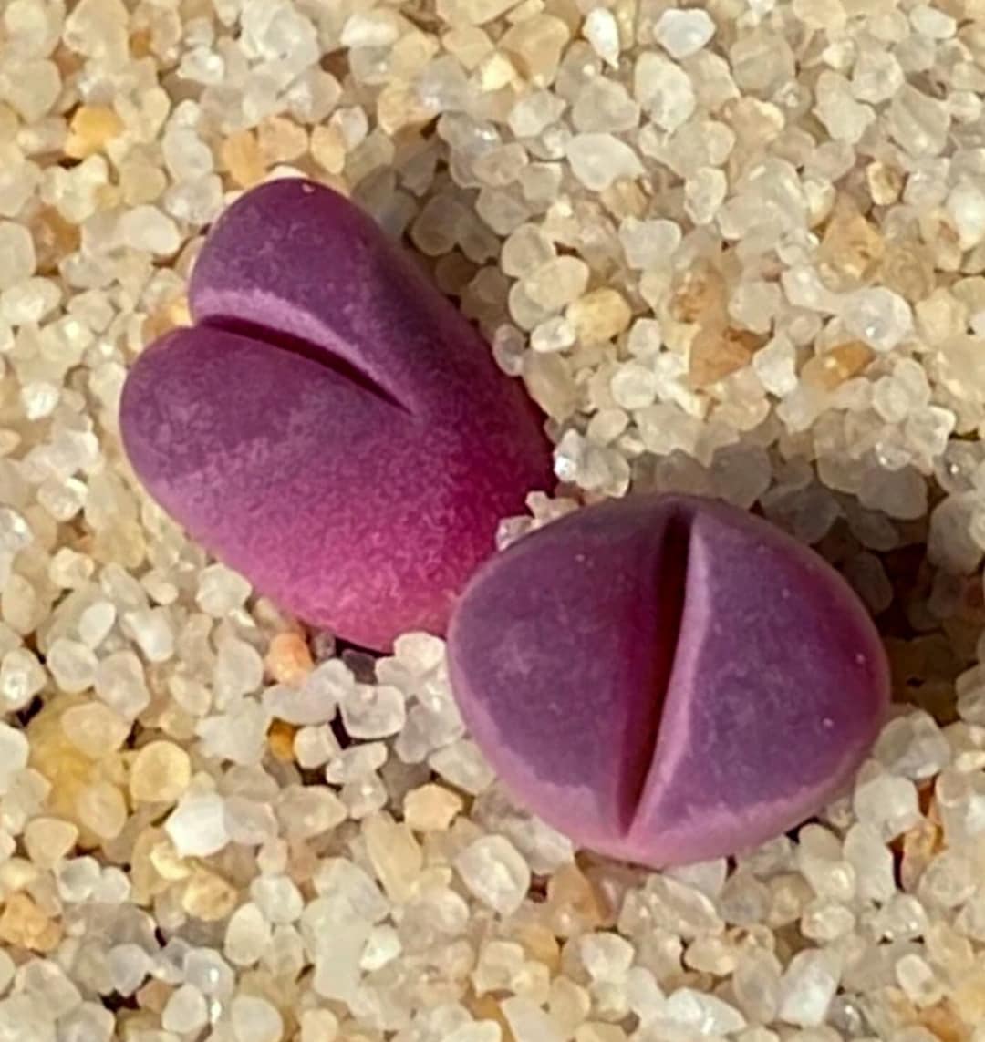 Live Plant - Optica Rubra C81a~0.4" - Etsy