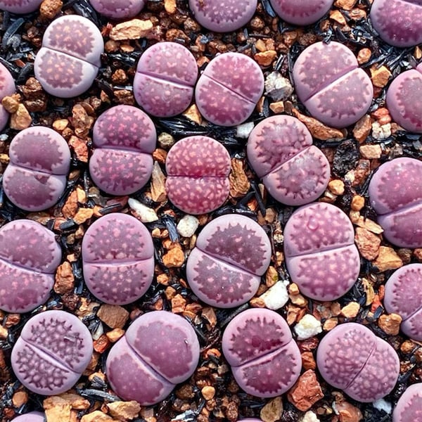 Lithops Live Plant - Etsy