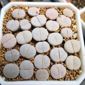Live Plant Lithops Pseudotruncatella C244/white Plant/0.5 - Etsy