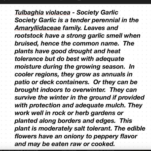 Society Garlic - Etsy