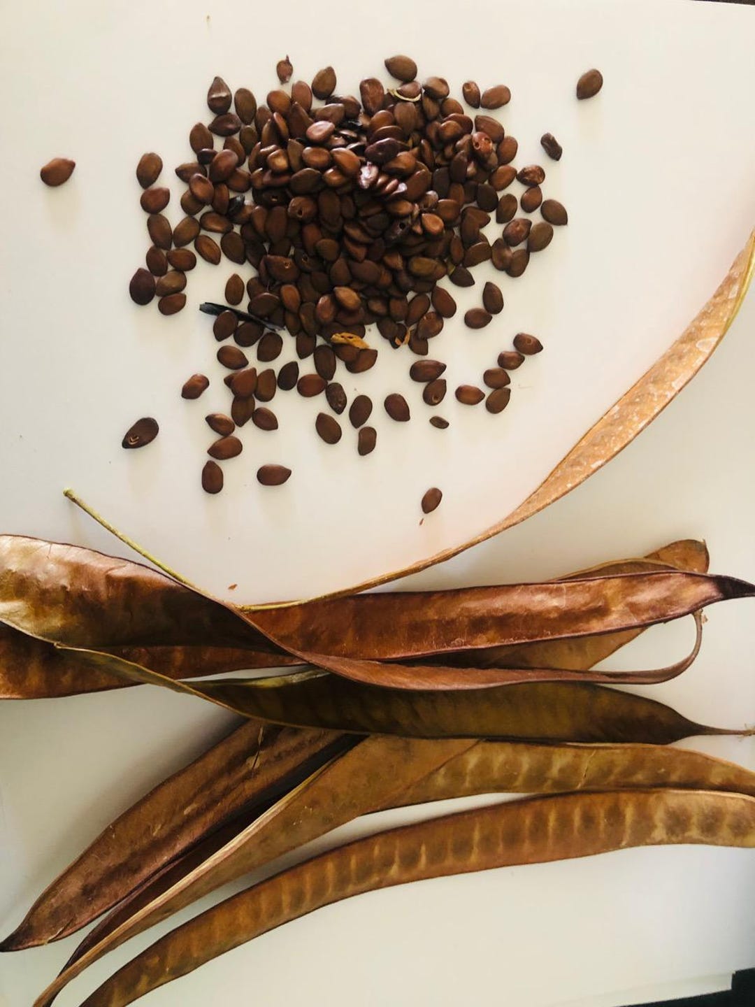 Leucaena Leucocephala, Miracle Tree, River Tamarind Tree, Guaje Seeds ...