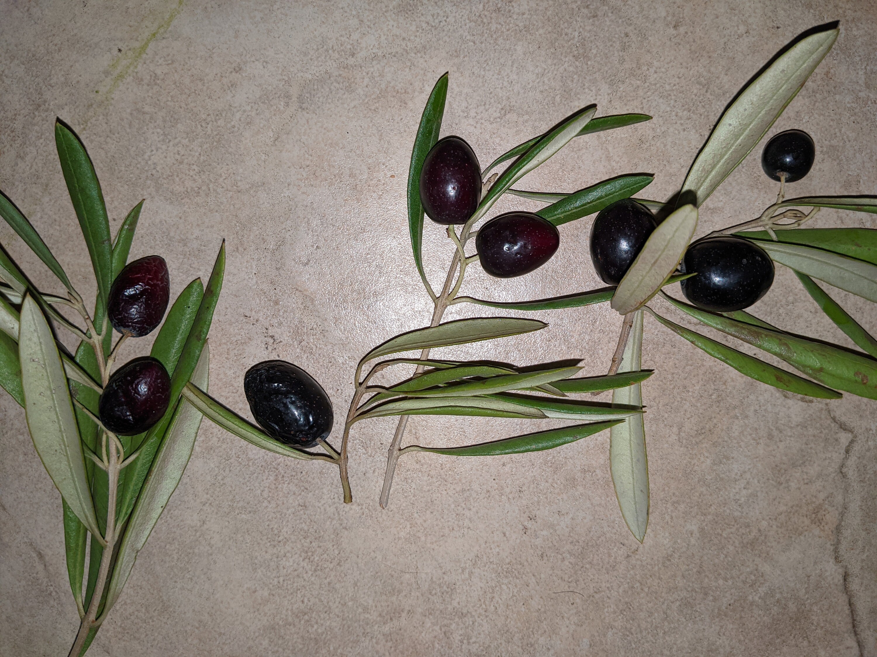 Fresh Live Olive Tree Cuttings / Olive Scion Wood / Olive - Etsy