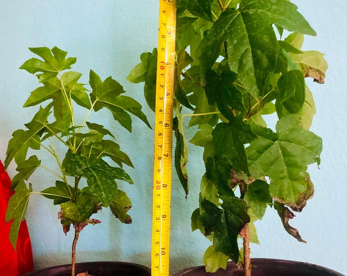 Sweet Gum Tree Seedling Live Plant - Etsy