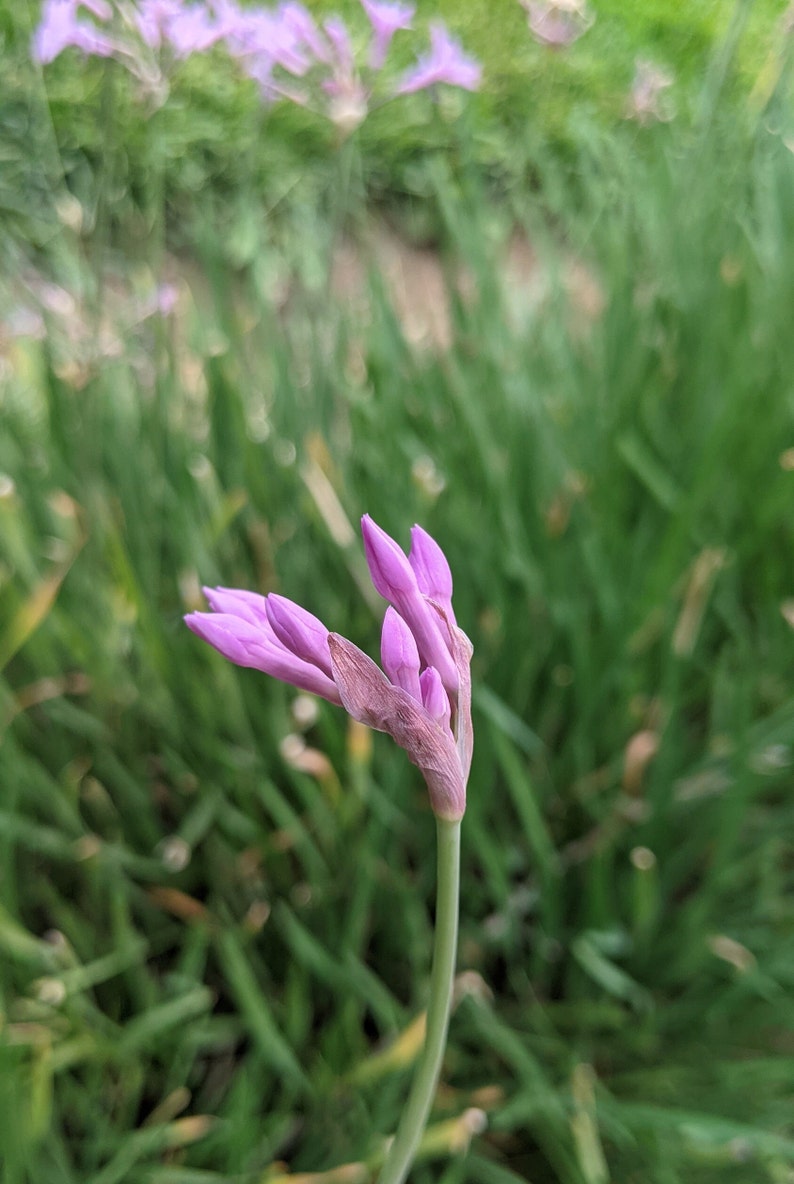 Society Garlic Live Plants Bare Root - Etsy