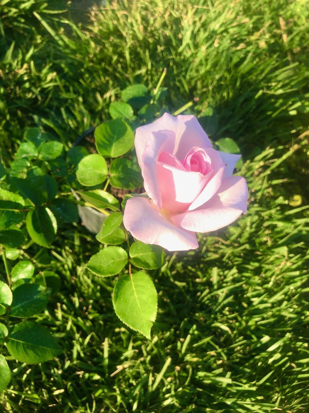 Pink Rose Queen Elizabeth II Long Stem Grandiflora Bare Root Moderate ...