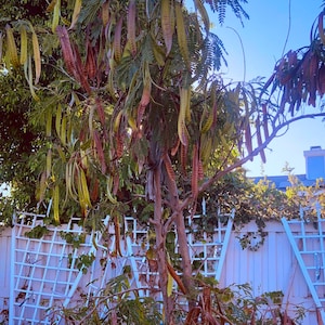 Leucaena Leucocephala, Miracle Tree, River Tamarind Tree, Guaje Seeds ...