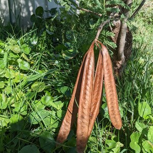 Leucaena Leucocephala, Miracle Tree, River Tamarind Tree, Guaje Seeds ...