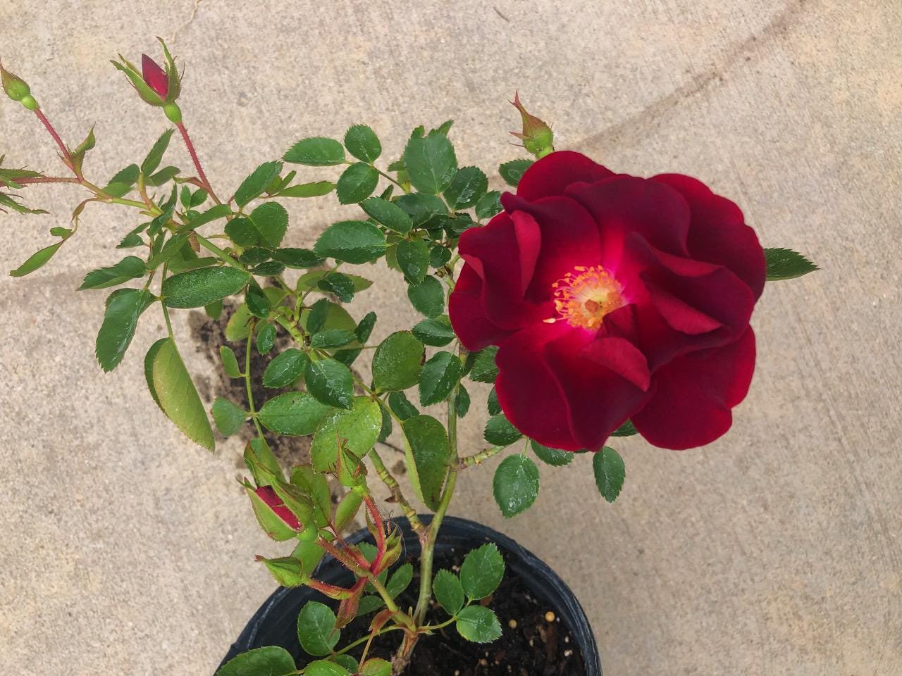Red Rose Live Plant Root Stock Dr. Huey Rose - Etsy