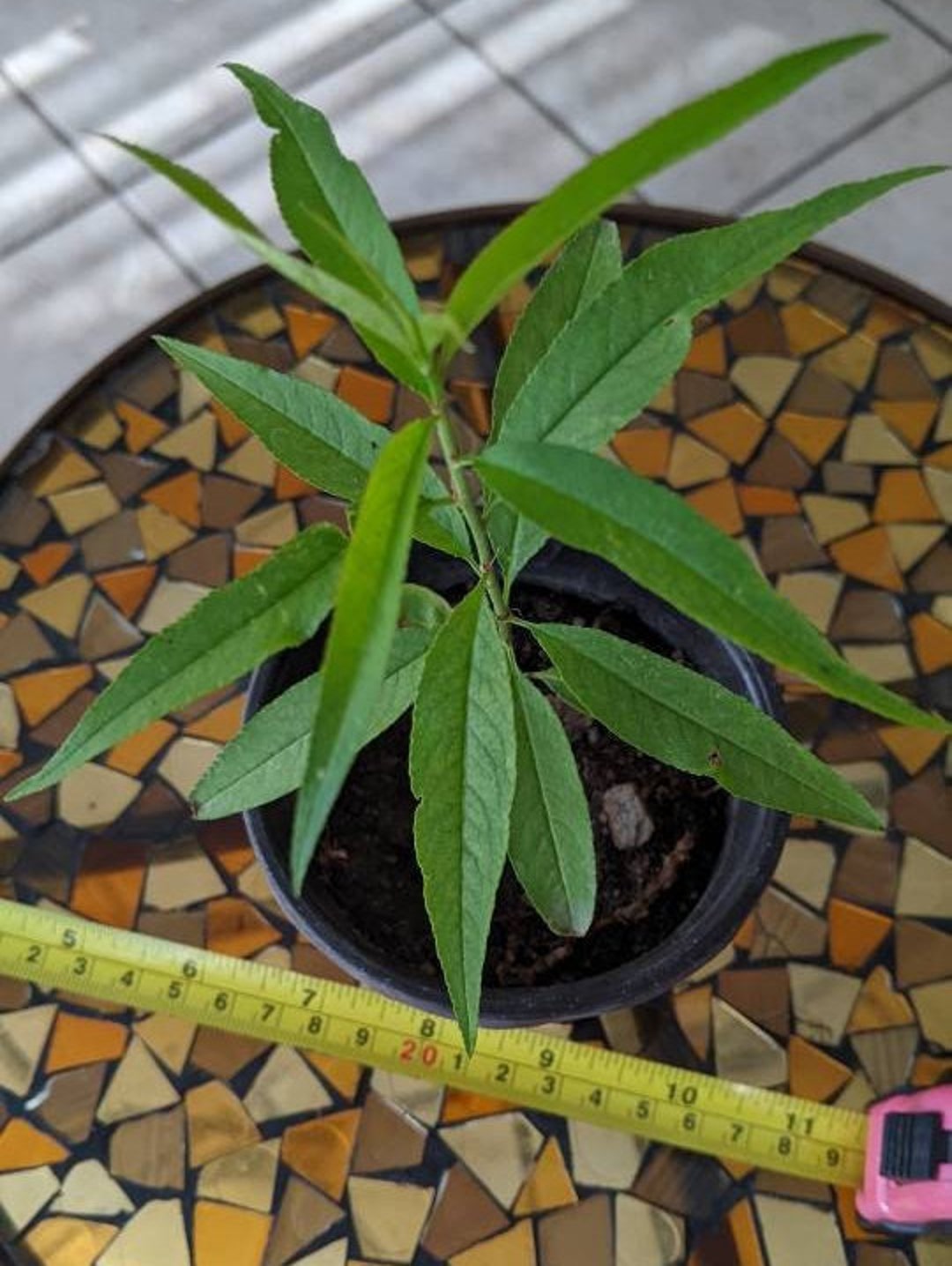 Nectarine Tree Seedling - Etsy