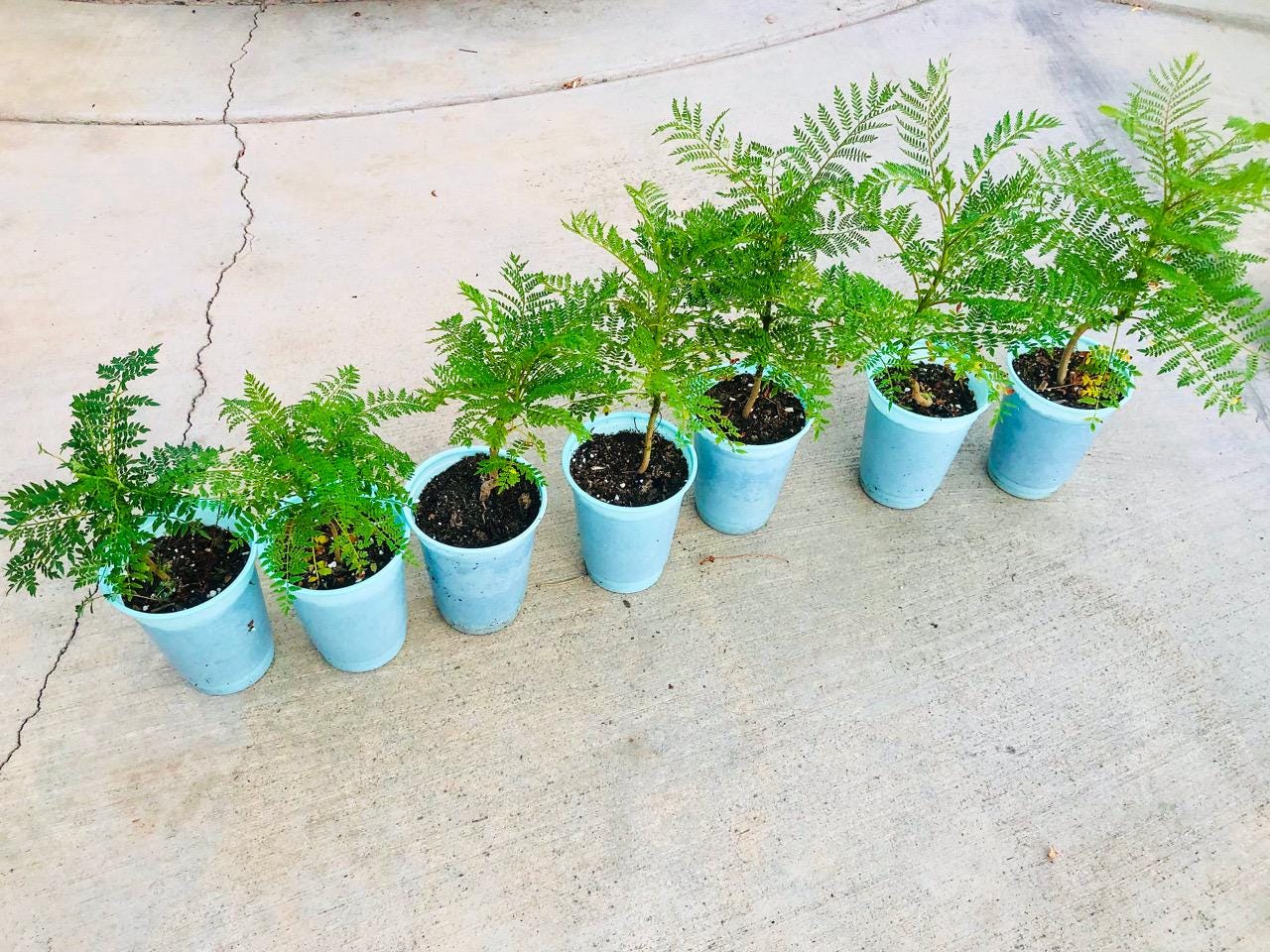 Jacaranda Tree Seeds, Jacaranda Mimosifoila - Etsy