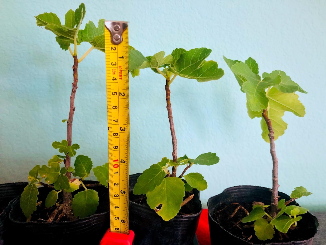 Black Mission Figs. Seedling / Live Plants 4" - 6" Inches Fig Tree ...