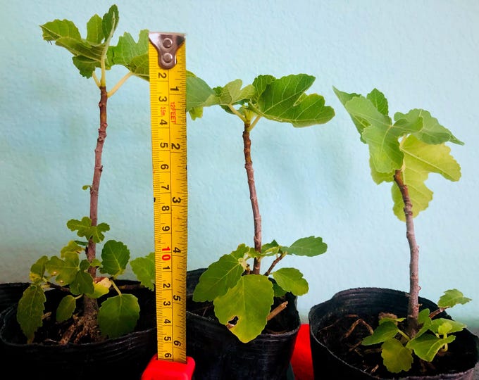 Black Mission Figs. Seedling / Live Plants 4" - 6" Inches Fig Tree Grown From Seed. - Etsy