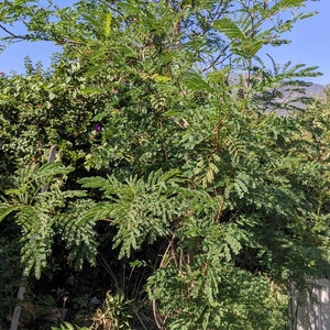 Leucaena Leucocephala, Miracle Tree, River Tamarind Tree, Guaje Seeds ...