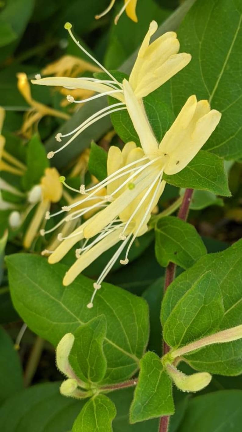 Fragrant Japanese Honeysuckle Vine - Lonicera Japonica 'halliana' Live ...