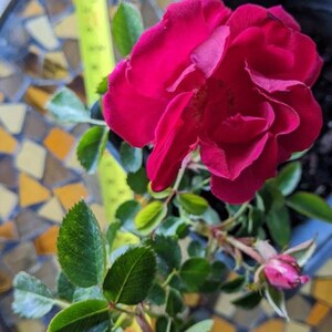 Red Rose Live Plant Root Stock Dr. Huey - Etsy