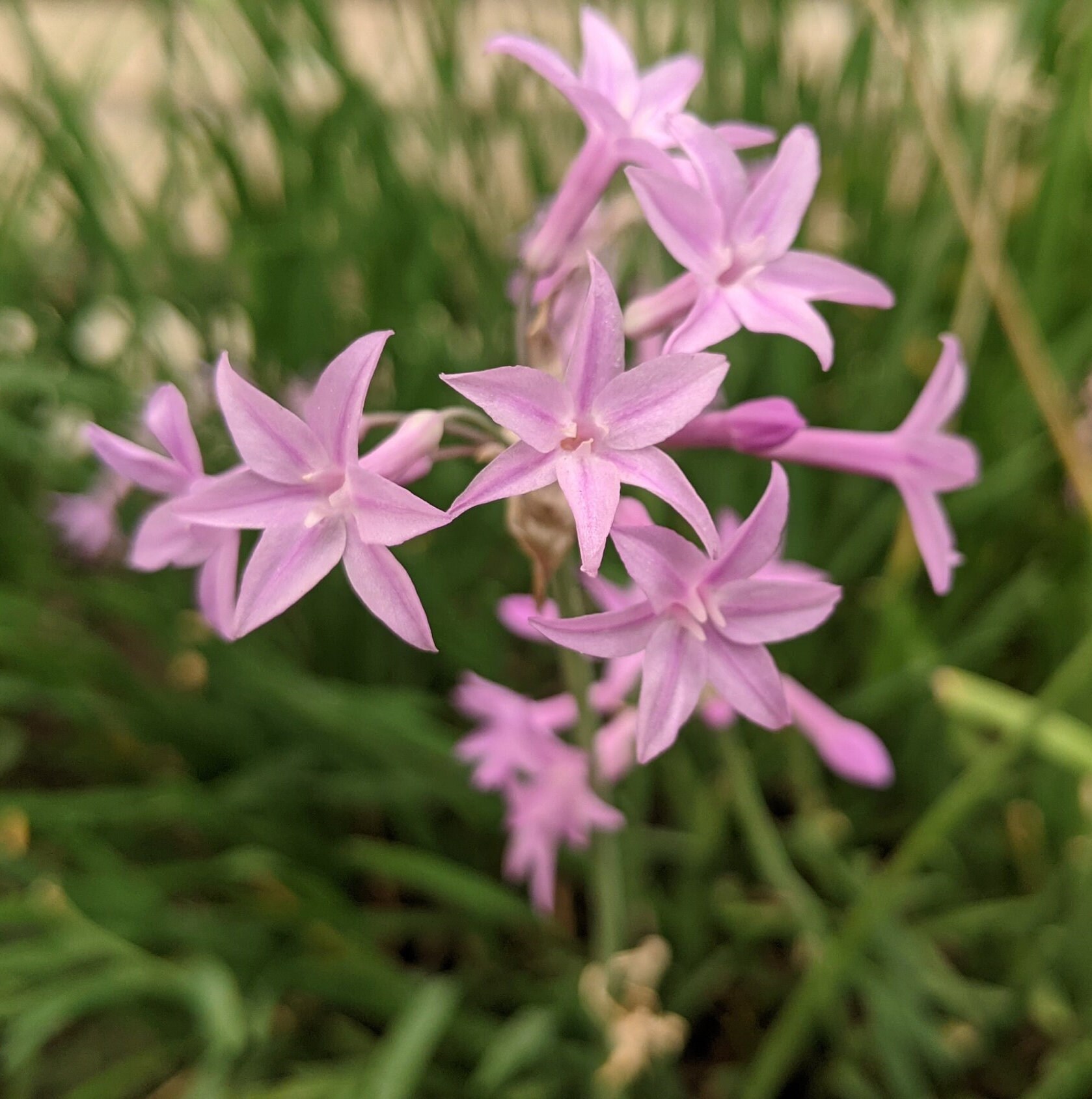 Garlic Plant Purple Flowers
