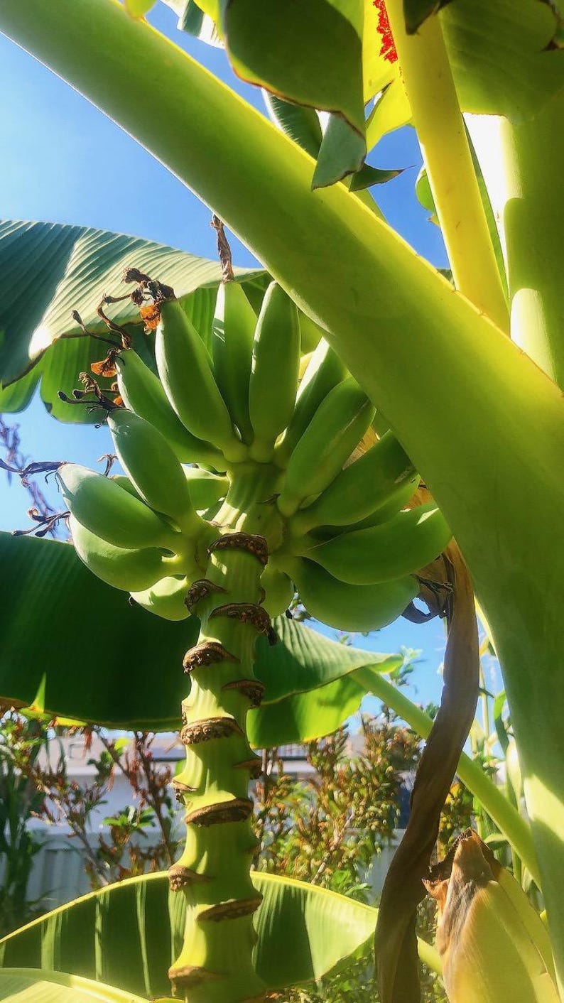 Ice Cream Banana Pup Live Plant - Etsy