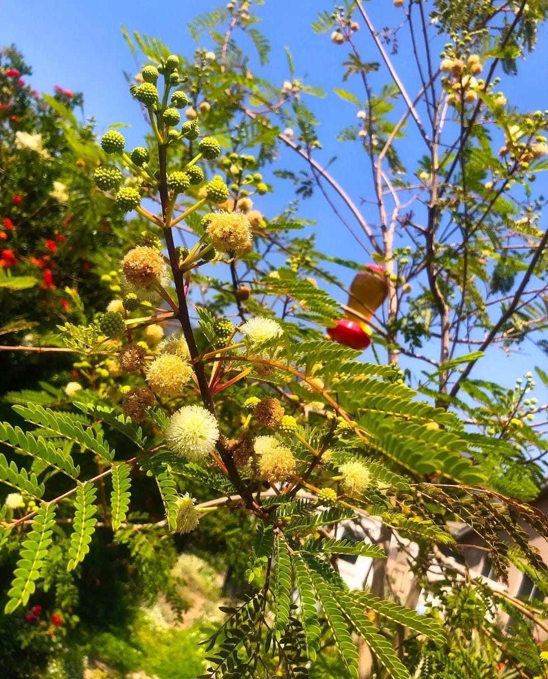 Leucaena Leucocephala, Miracle Tree, River Tamarind Tree, Guaje ...
