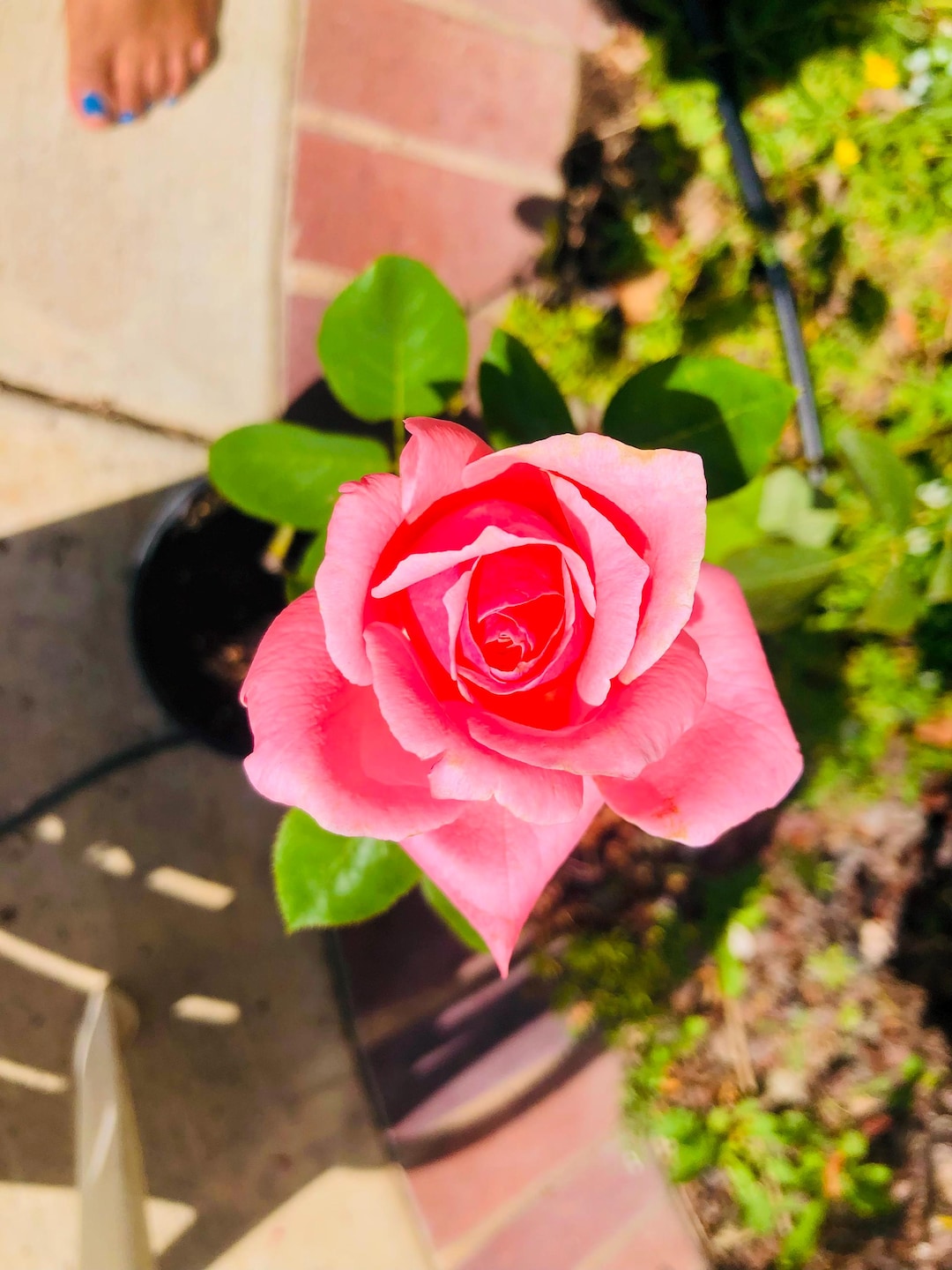 Pink Rose Queen Elizabeth Long Stem Grandiflora Bare Root Moderate ...