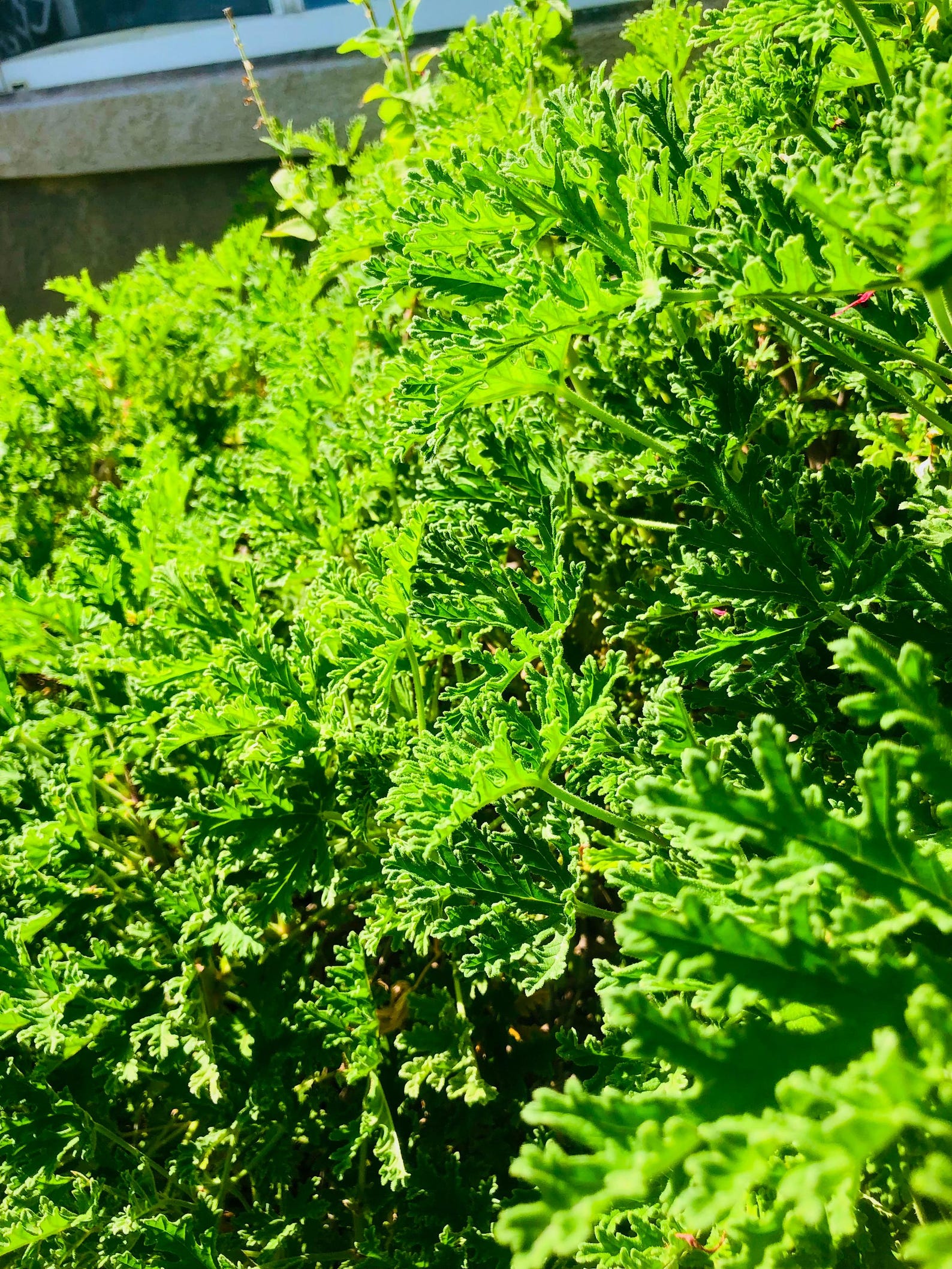 Citronella Plant "mosquito Plant" Rooted Cutting - Etsy