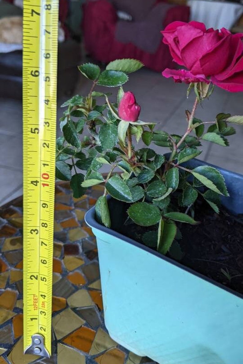 Red Rose Live Plant Root Stock Dr. Huey | Etsy