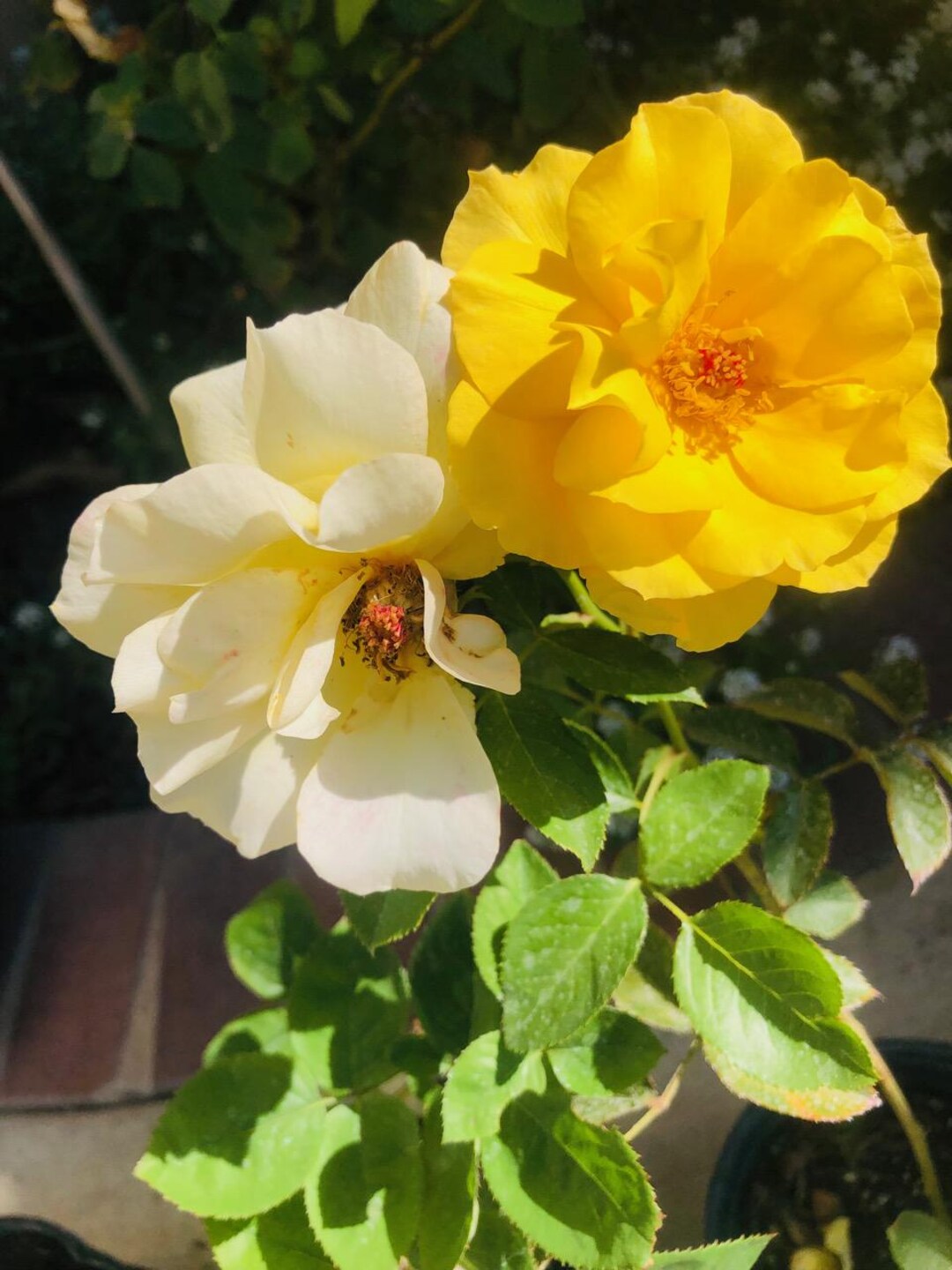 Yellow Rose Radiant Perfume Grandiflora Long Stem Bare Root Strong ...